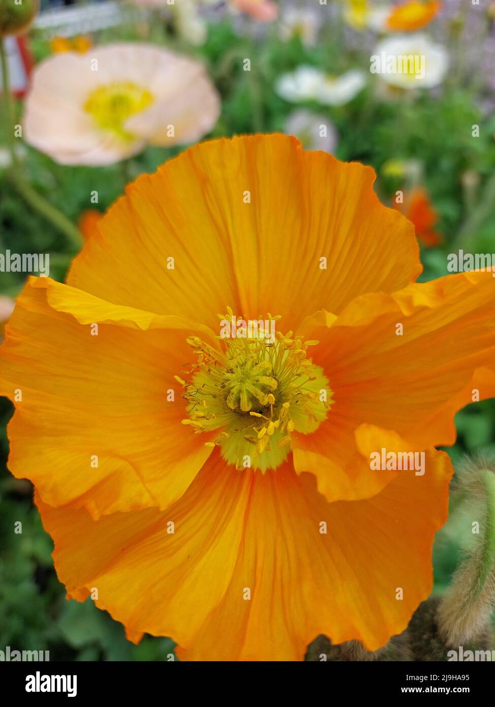 Island poppy flower Stock Photo - Alamy