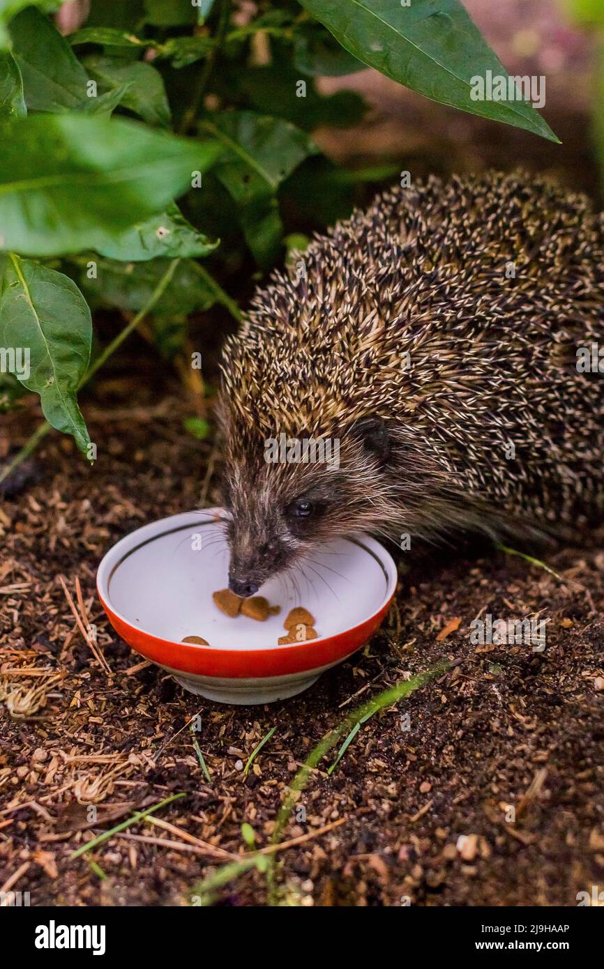 Hedgehog, Scientific name: Erinaceus Europaeus. Close up of a wild ...