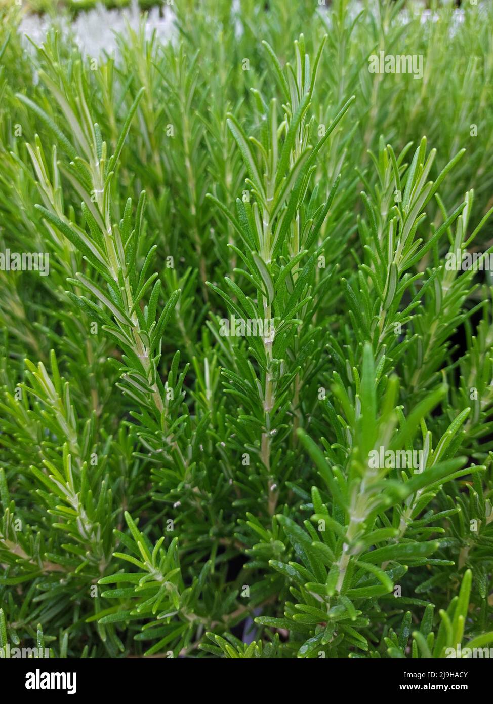Rosemary stalk hi-res stock photography and images - Alamy
