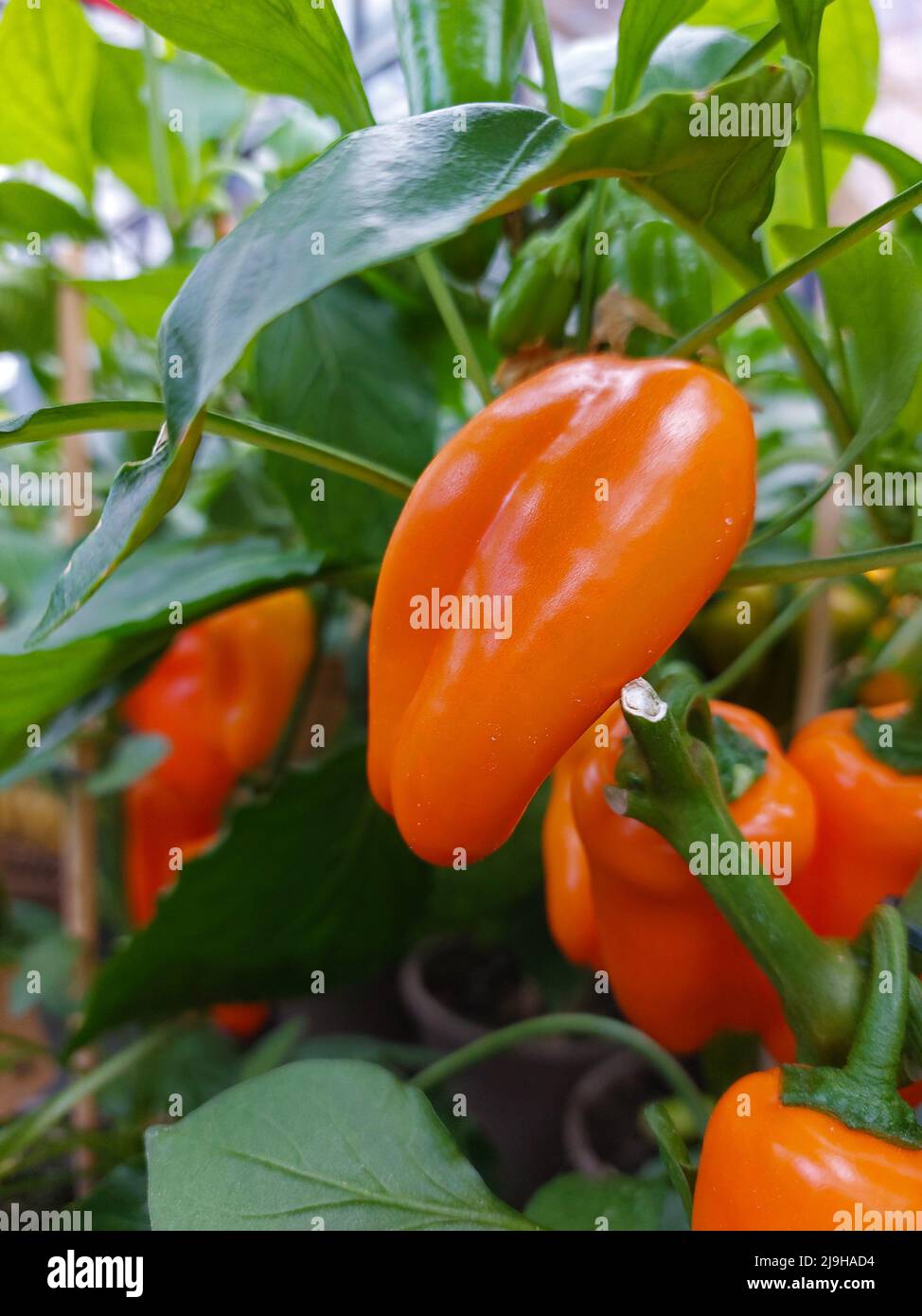 fresh orange bell pepper plants and fruits Stock Photo - Alamy