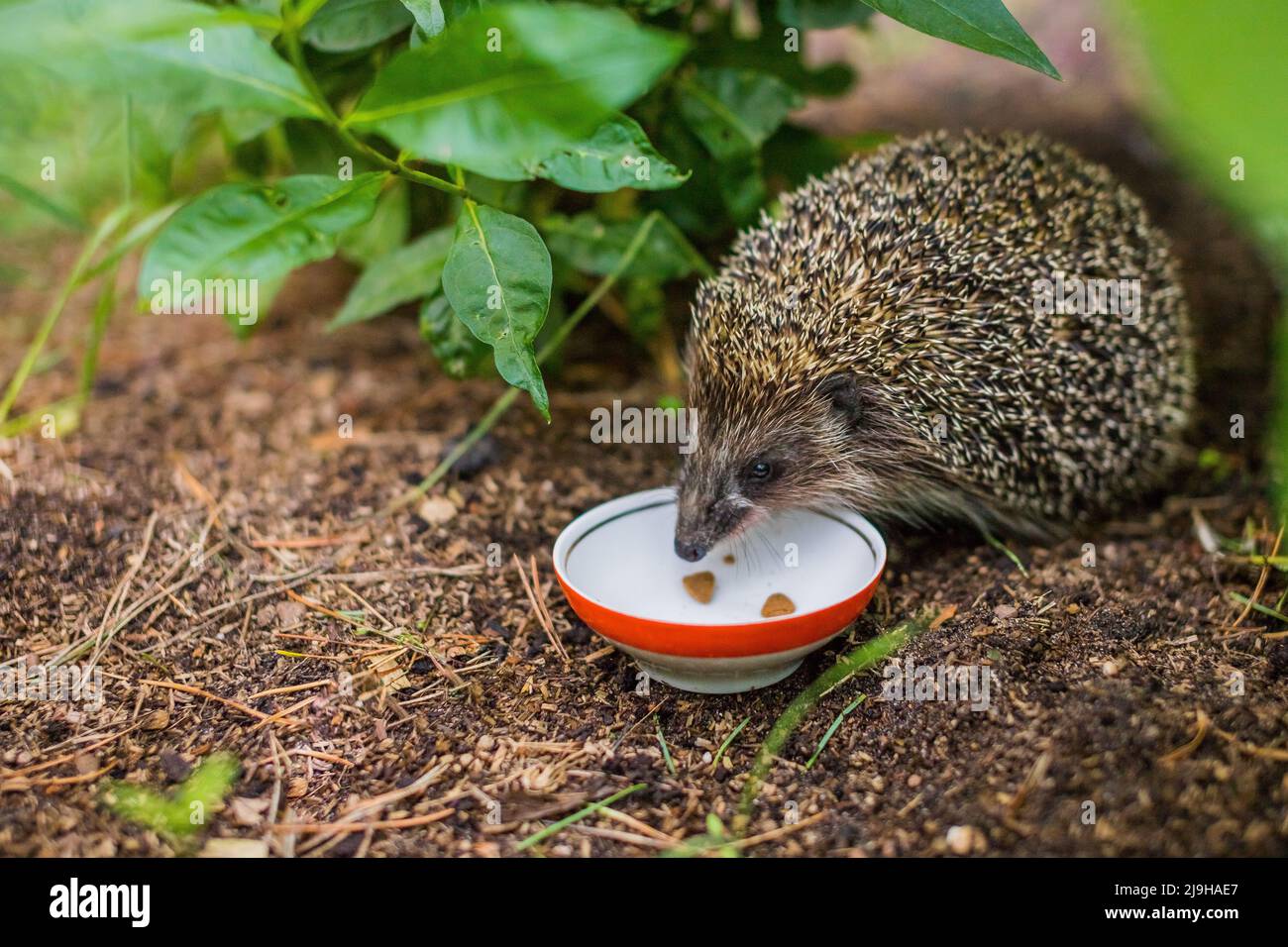 Wild Hedgehog eating from a dog bowl.Hedgehog eating dry cat food ...