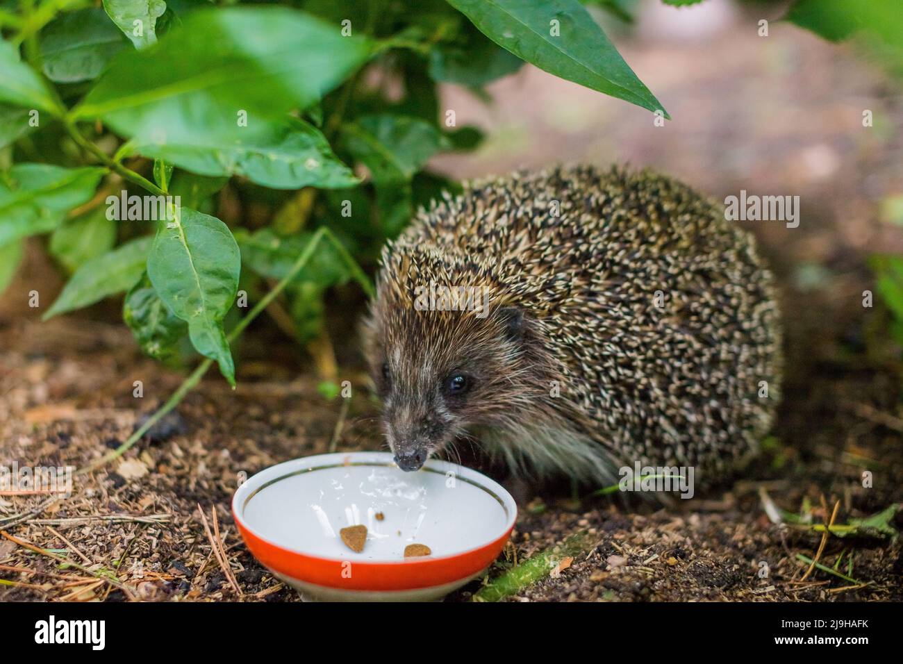 What Do Wild Hedgehogs Eat
