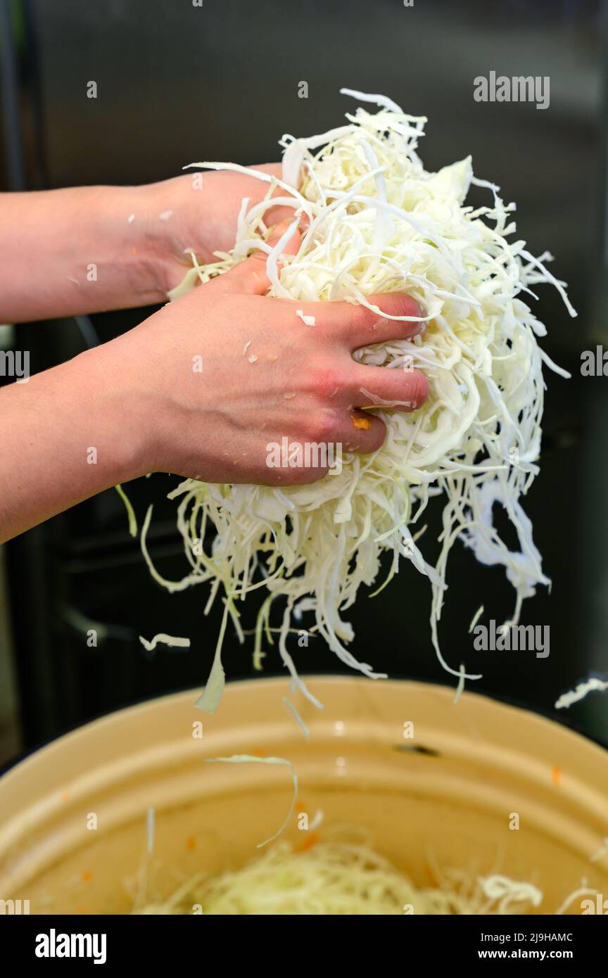 Adding carrots to cabbage, the process of cooking sauerkraut, finely ...