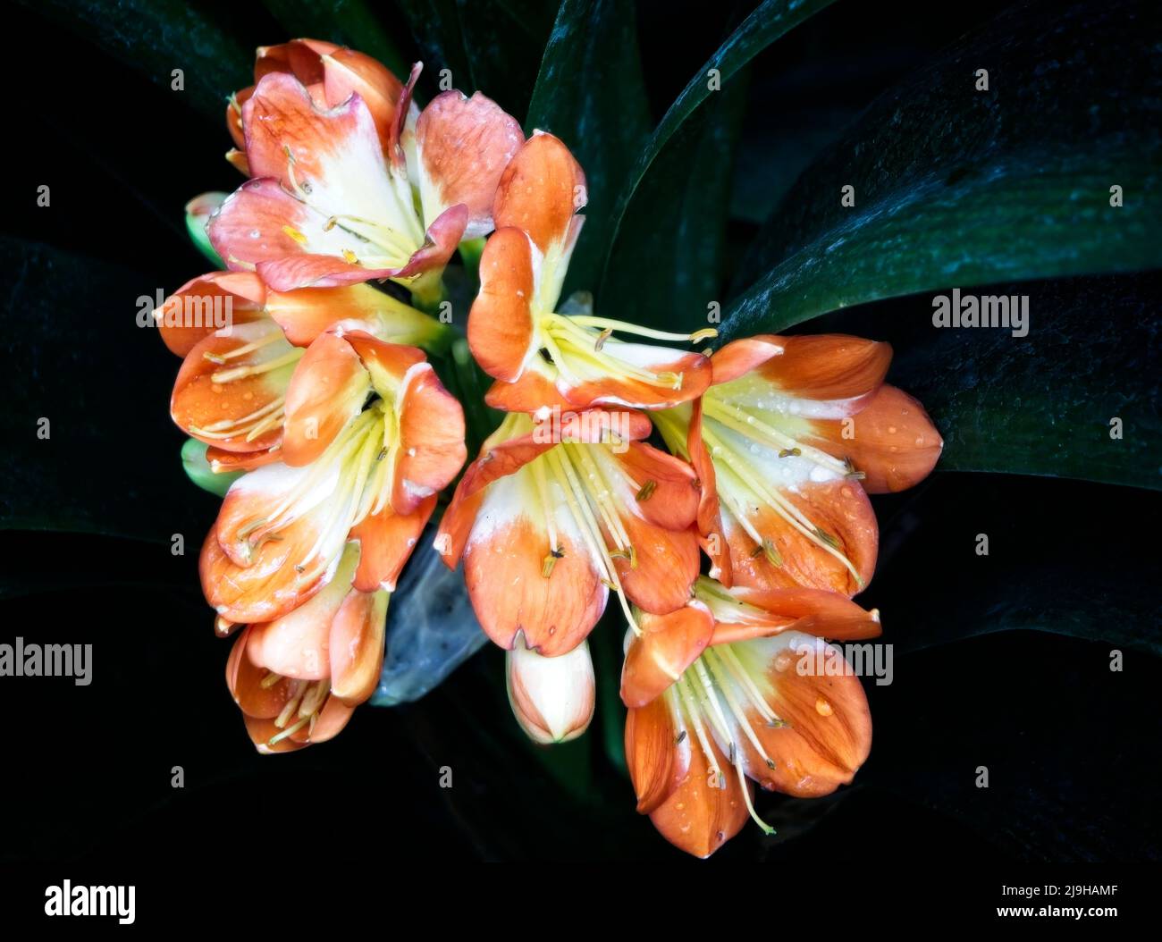 Lily order terrestrial plants hi-res stock photography and images - Alamy