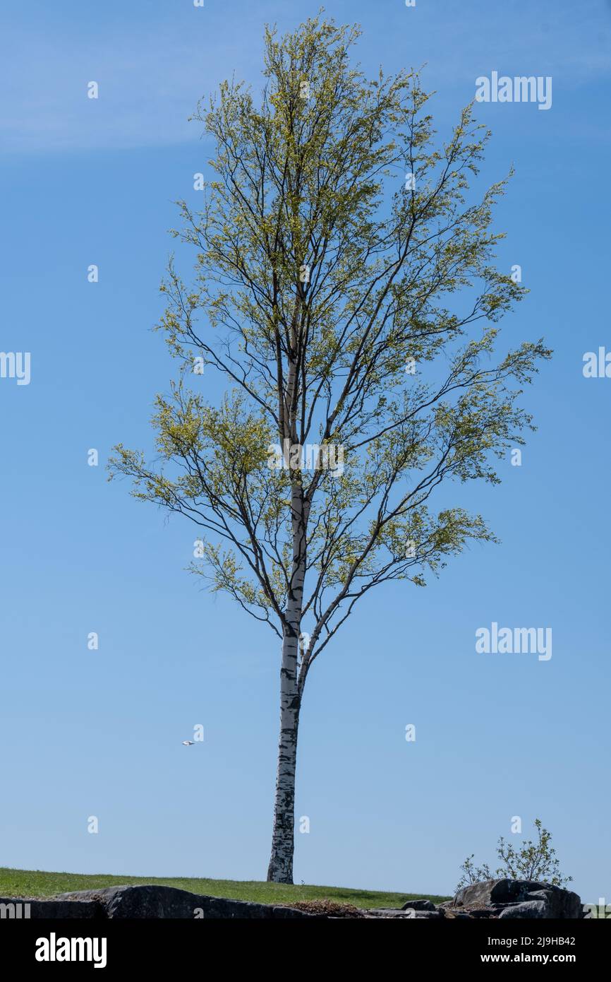 Helsinki / Finland - MAY 23, 2022: An alone birch tree standing tall on ...