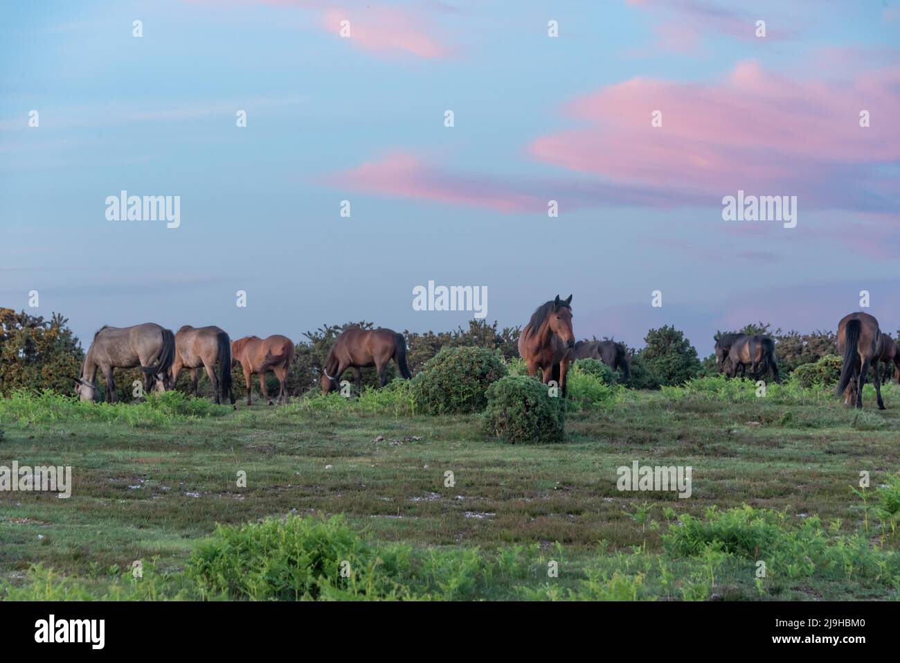 New Forest ponies at sunset Stock Photo - Alamy