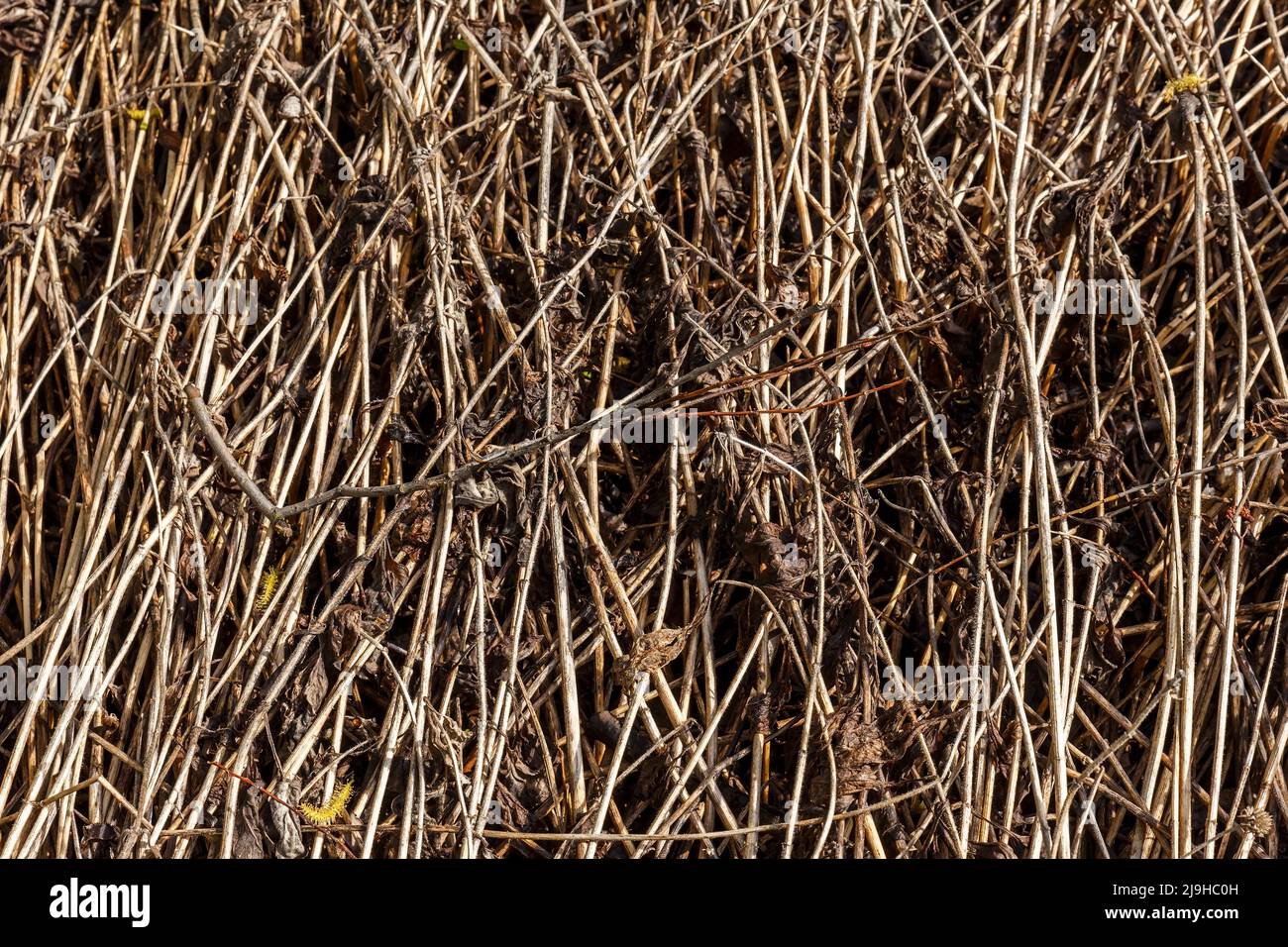 Dry grass background. Natural texture and background from dry grass ...