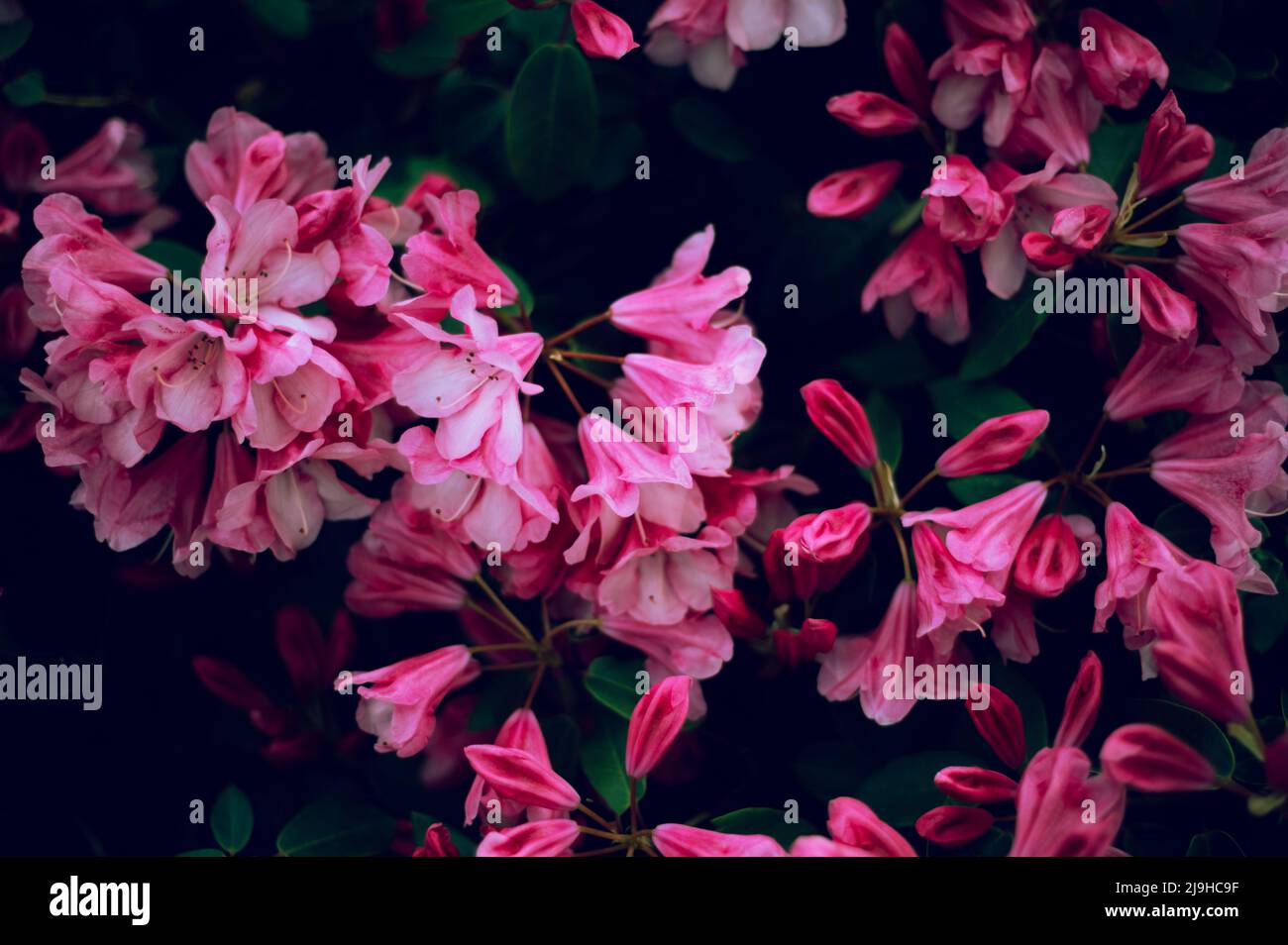 Garden with blooming trees during spring time Stock Photo - Alamy