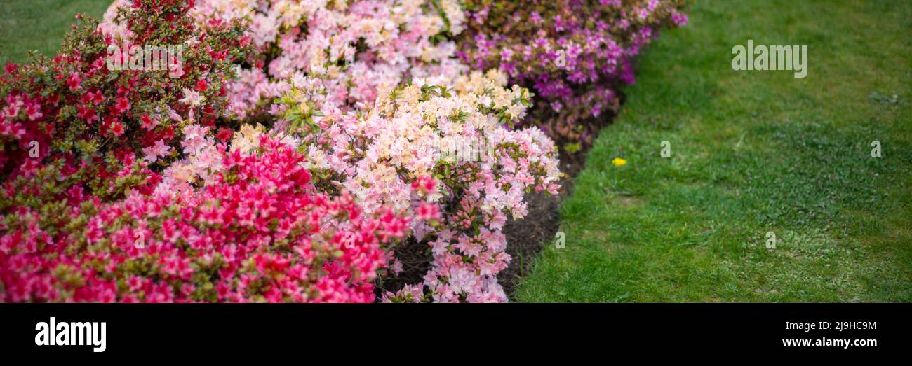 Garden with blooming trees during spring time Stock Photo - Alamy
