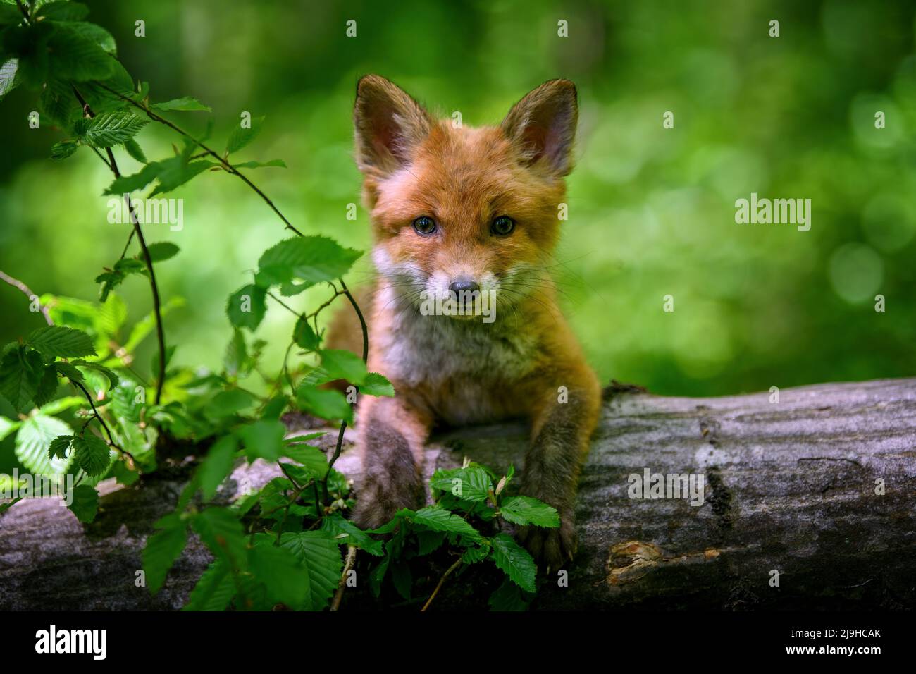 Red fox, vulpes vulpes, small young cub in forest on a tree trunk. Cute ...