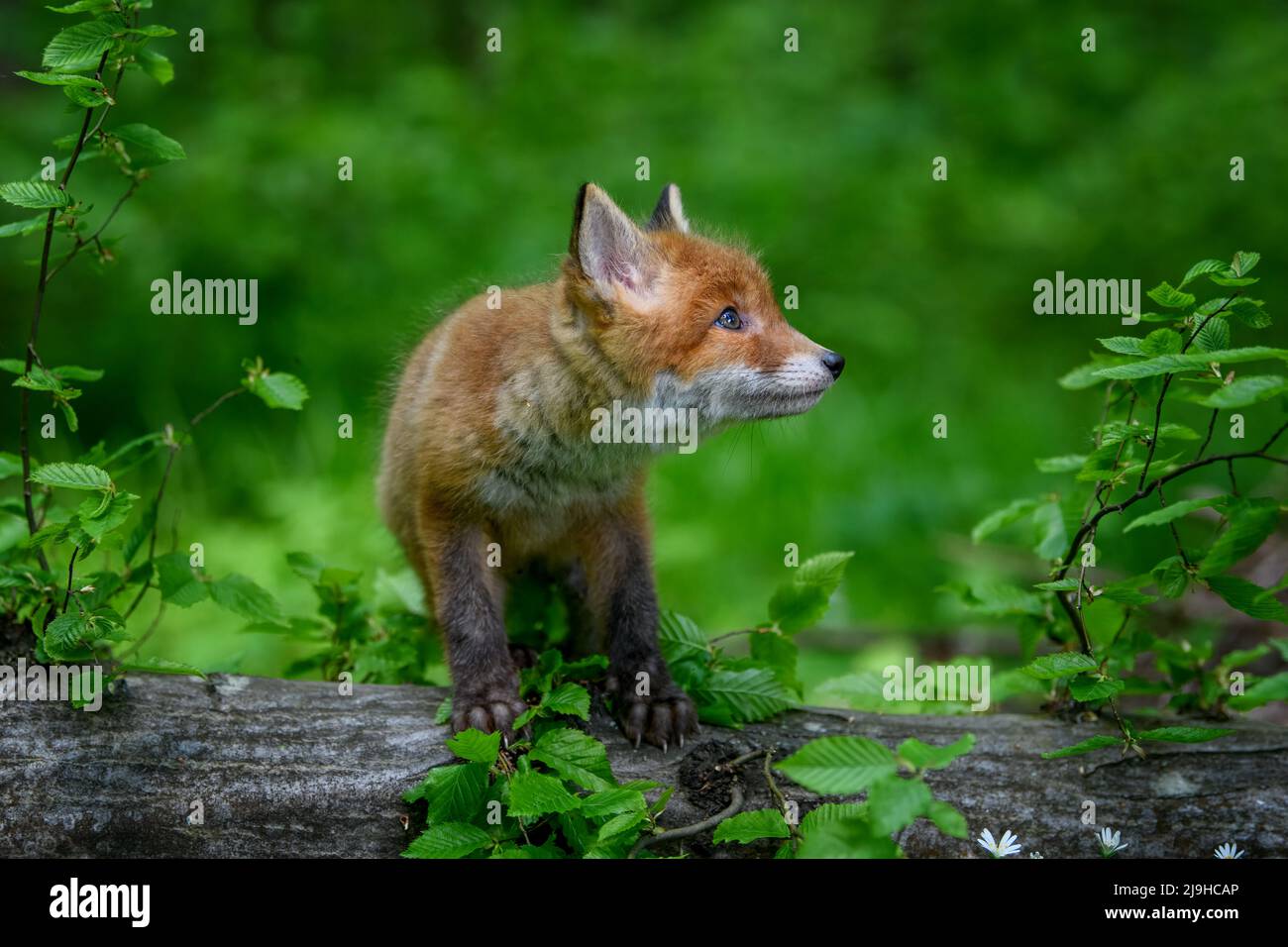 Red fox, vulpes vulpes, small young cub in forest on a tree trunk. Cute ...