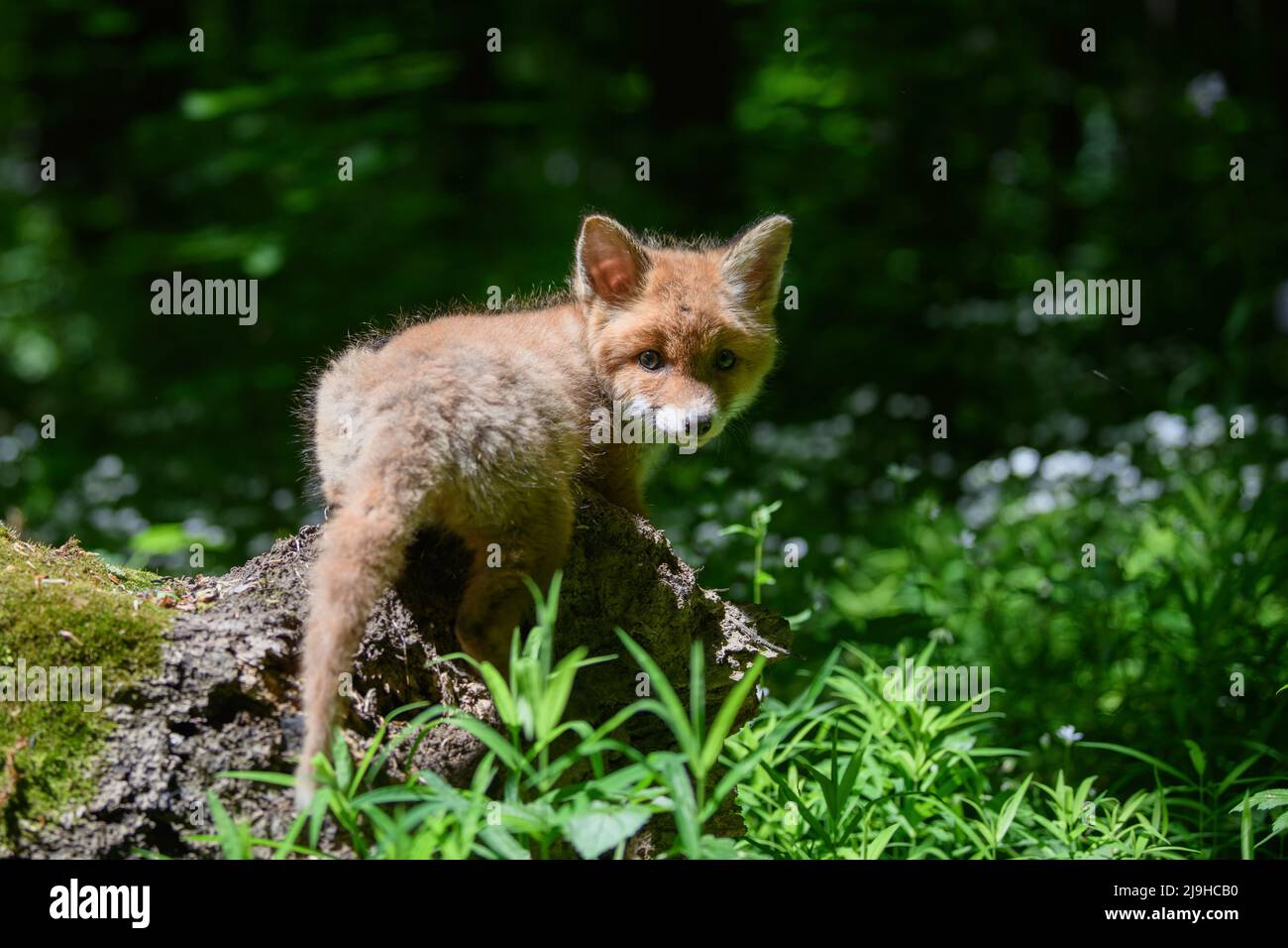 Red fox, vulpes vulpes, small young cub in forest on a tree trunk. Cute ...
