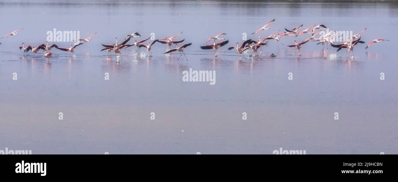 Group of pink flamingos and their reflections in lagoon Kalochori ...