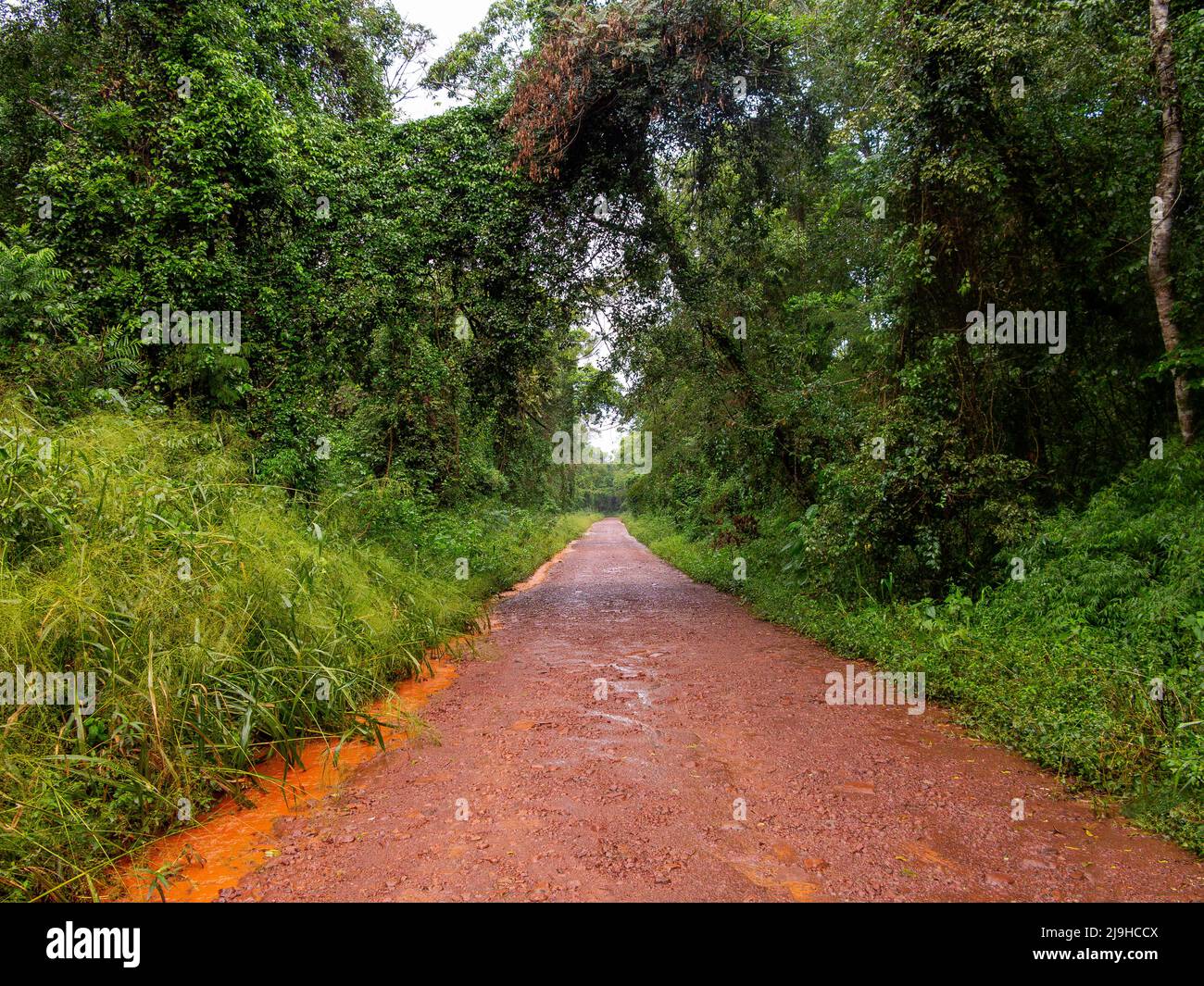 Dirty road crossing the Iguazu National Park, Argentina Stock Photo - Alamy