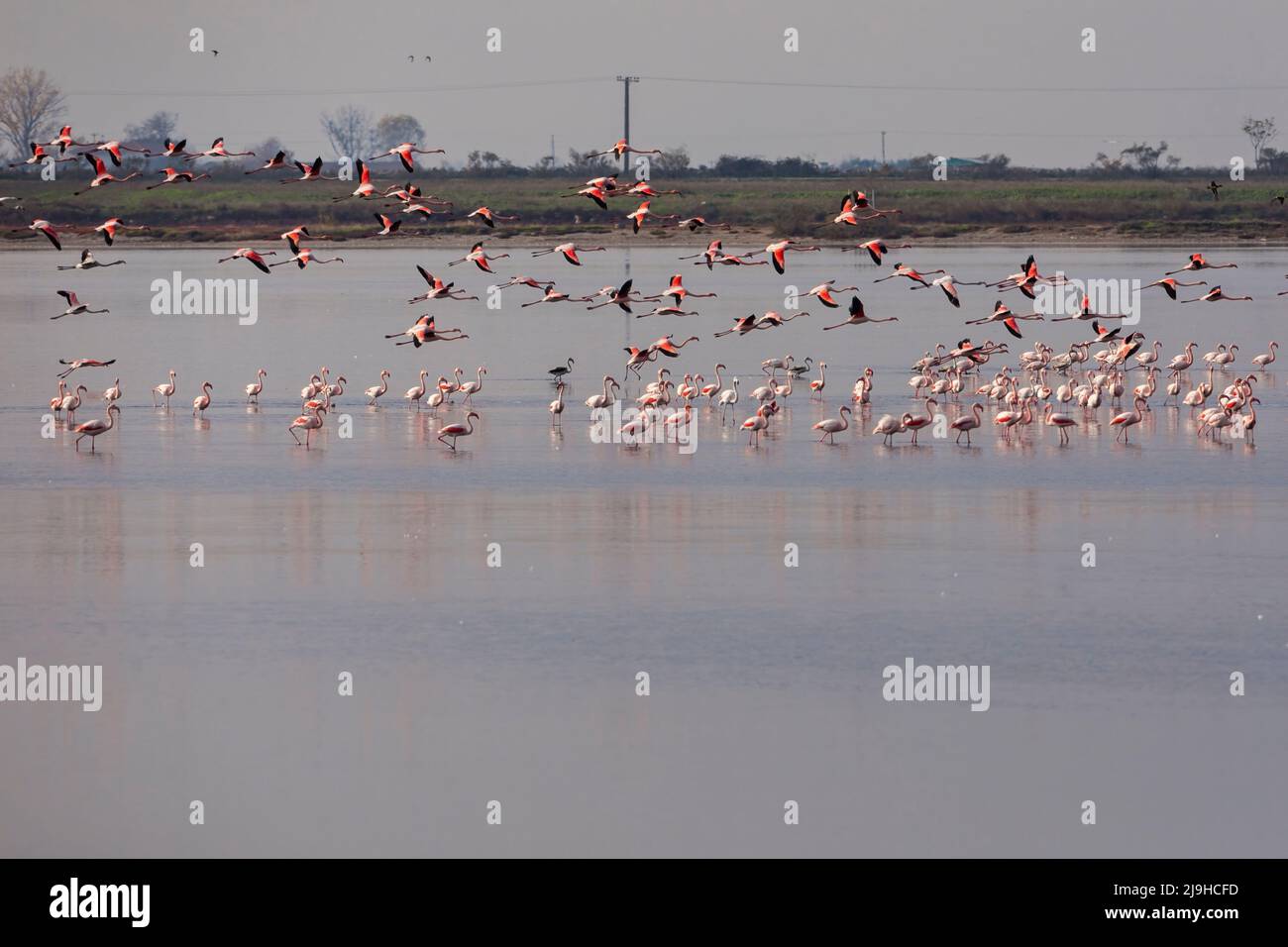 Group of pink flamingos and their reflections in lagoon Kalochori ...