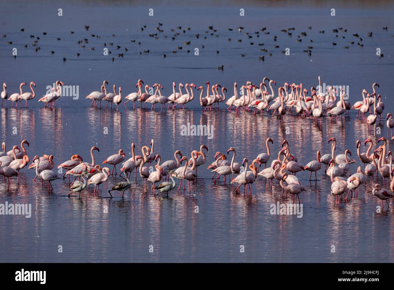 Group of pink flamingos and their reflections in lagoon Kalochori ...
