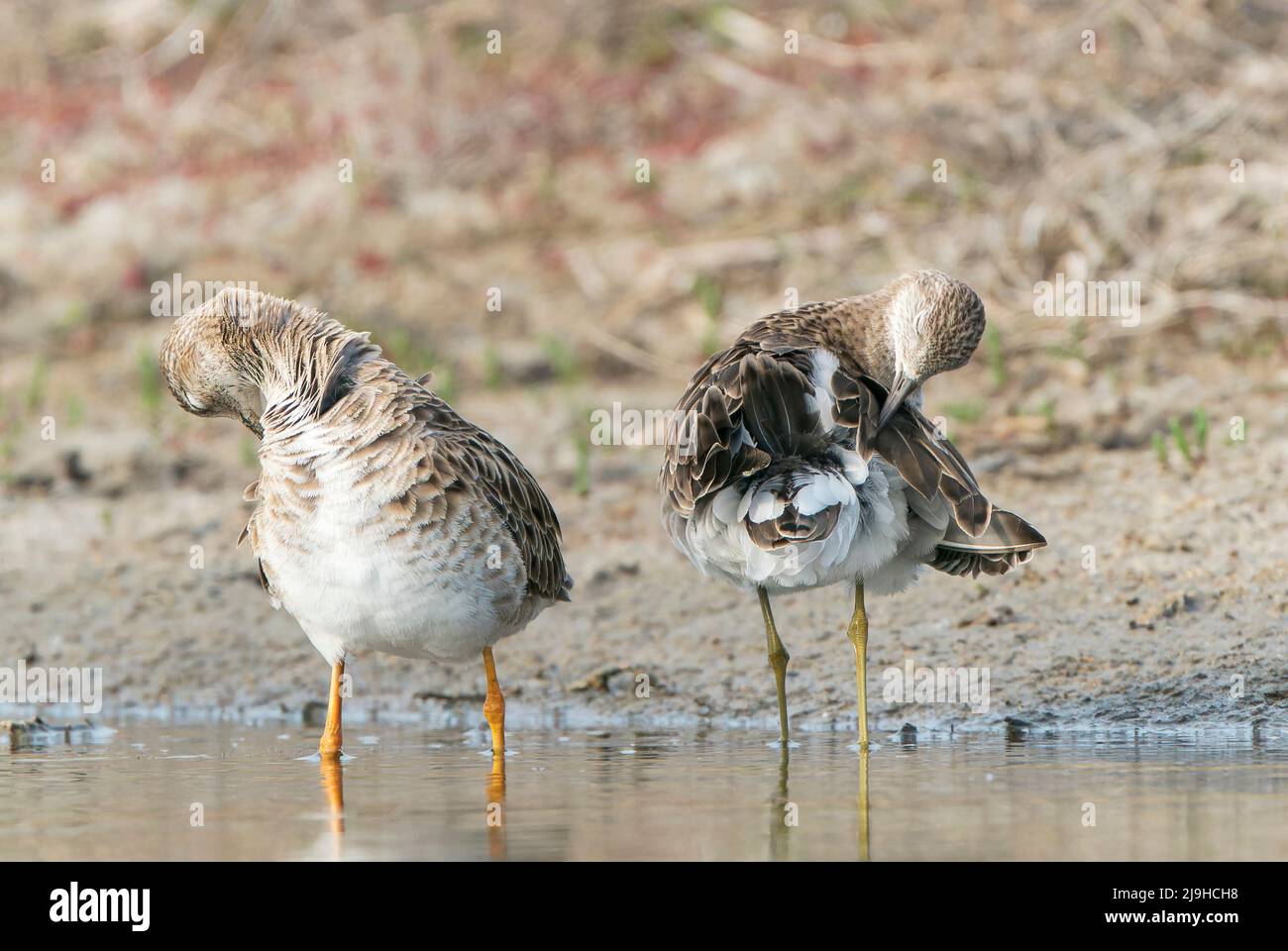 Ruff, Calidris pugnax, two adult females, reeves, preening while ...