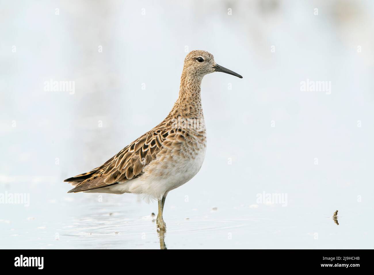 Ruff, Calidris pugnax, single female, reeve, standing in shallow water ...
