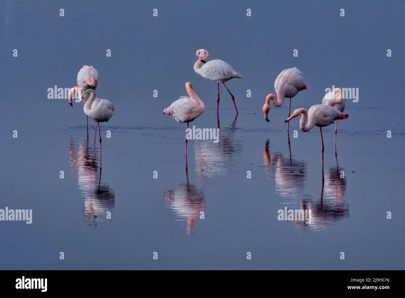 Group of pink flamingos and their reflections in lagoon Kalochori ...