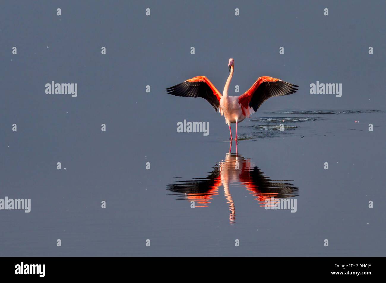Group of pink flamingos and their reflections in lagoon Kalochori ...