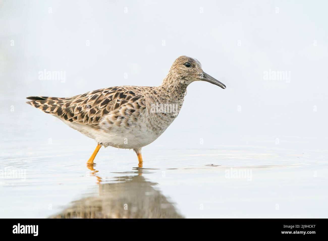Ruff, Calidris pugnax, single female, reeve, standing in shallow water ...