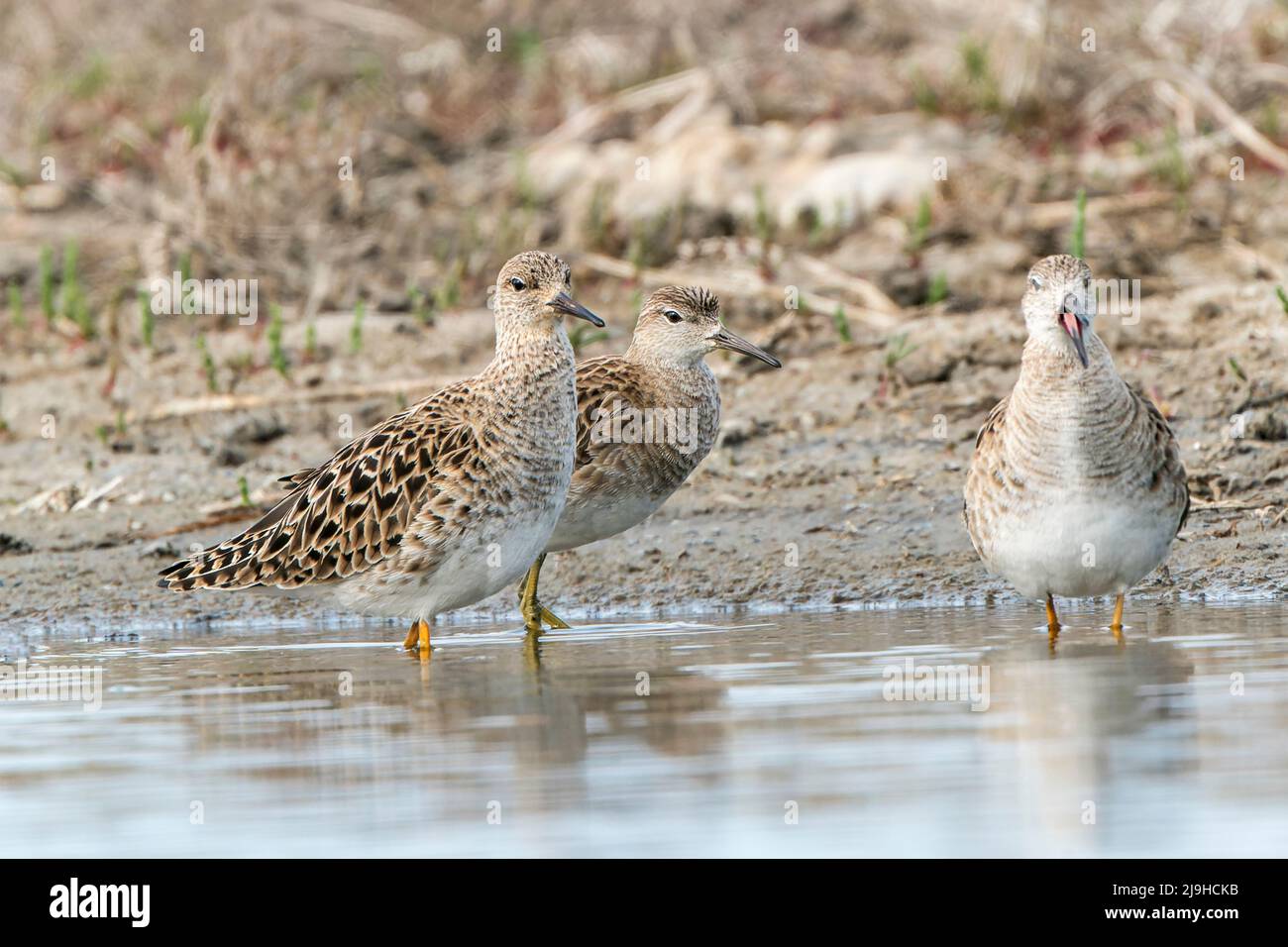 Ruff, Calidris pugnax, two females, reeves, standing in shallow water ...