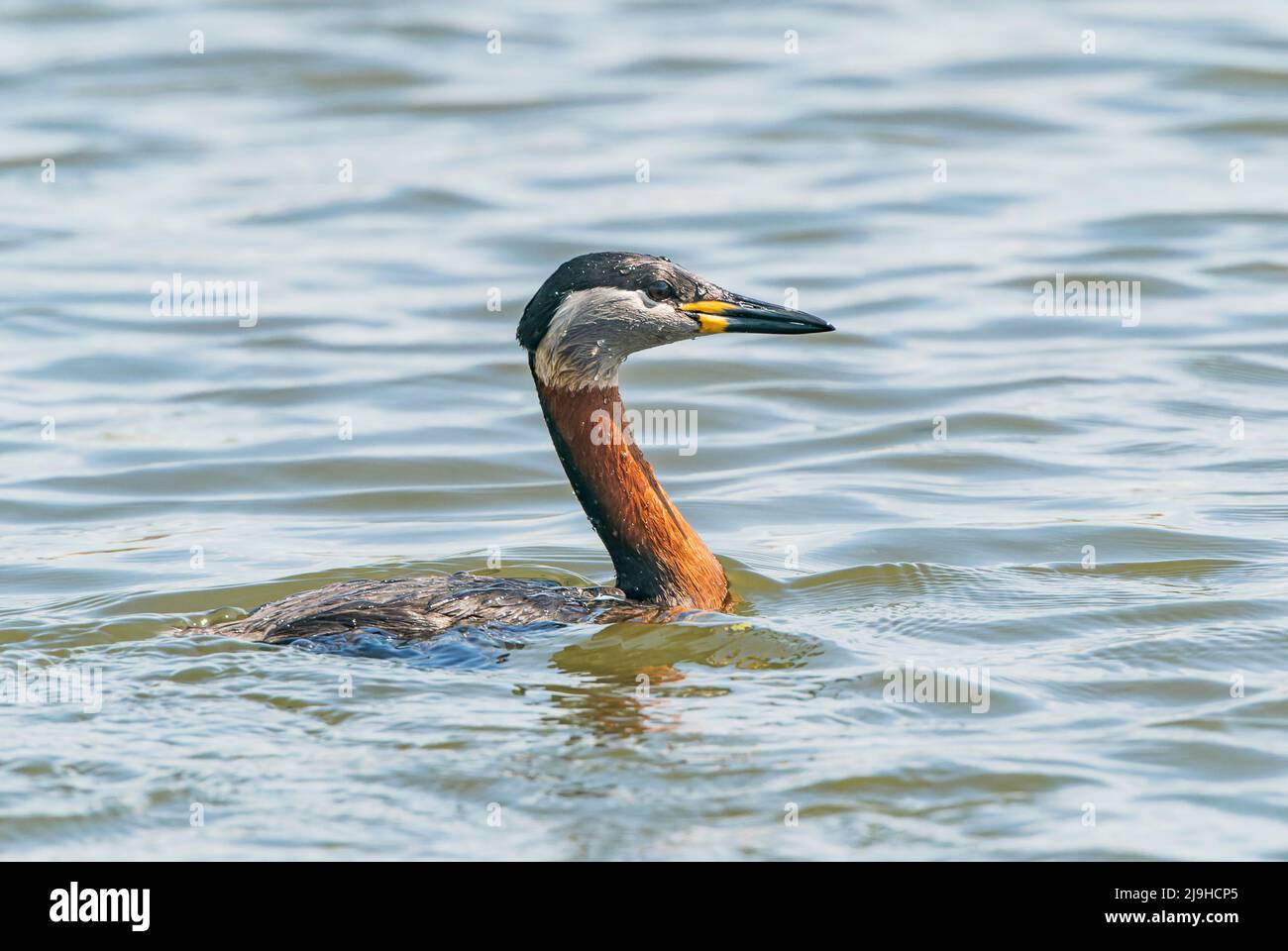 Red-necked Grebe, Podiceps grisegena, single adult in breeding plumage ...