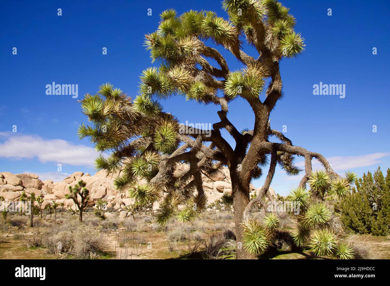 Joshua Tree, California Stock Photo - Alamy