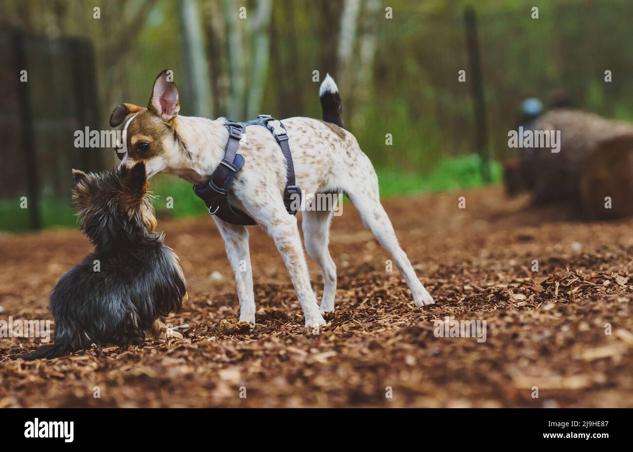 Dog playground hi-res stock photography and images - Alamy
