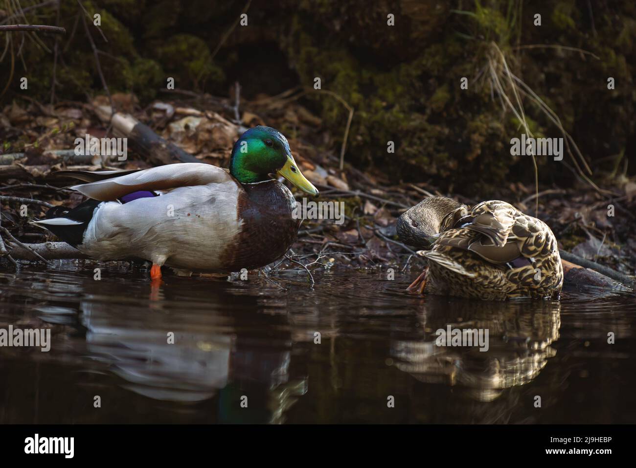 Drake and a duck swim in a pond Stock Photo - Alamy