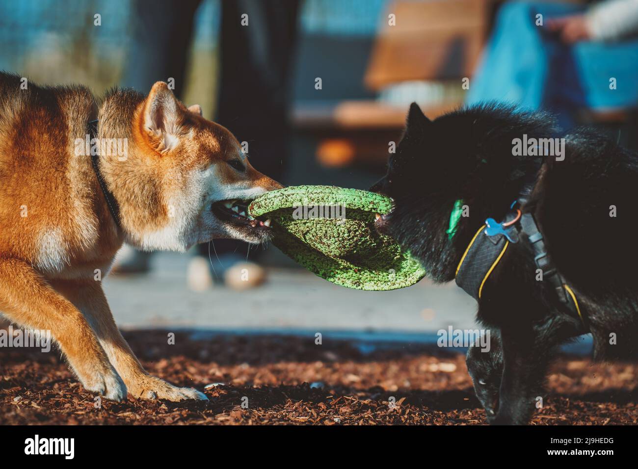 Shiba Inu playing with Schipperke in the dog playground Stock Photo - Alamy