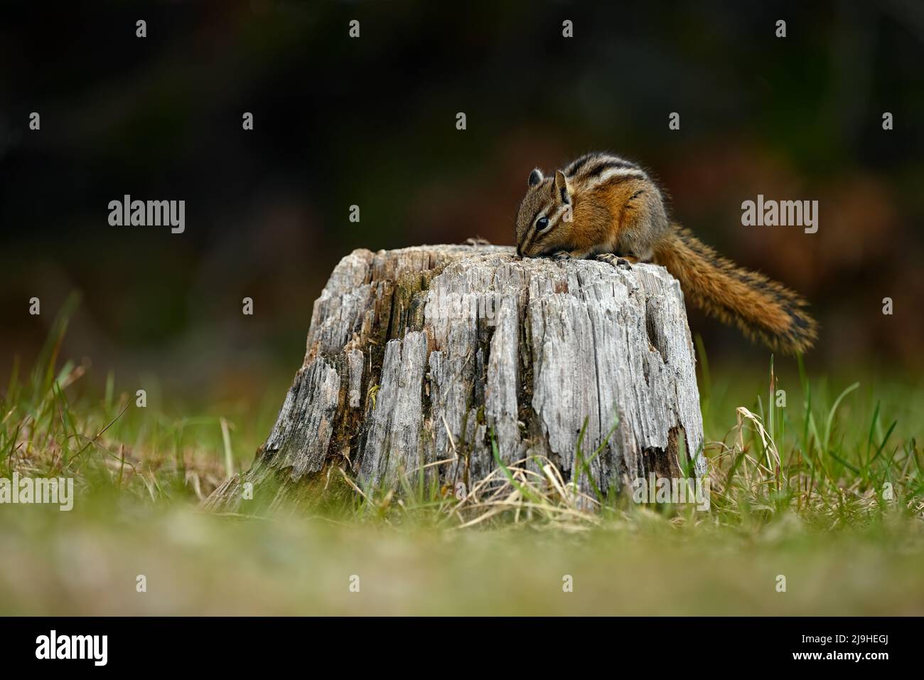 Chipmunk campsite hi-res stock photography and images - Alamy
