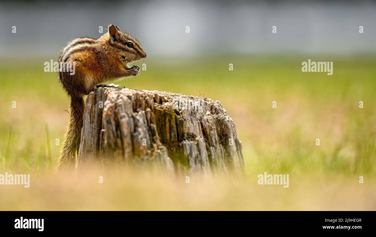 Camping food pouch hi-res stock photography and images - Alamy