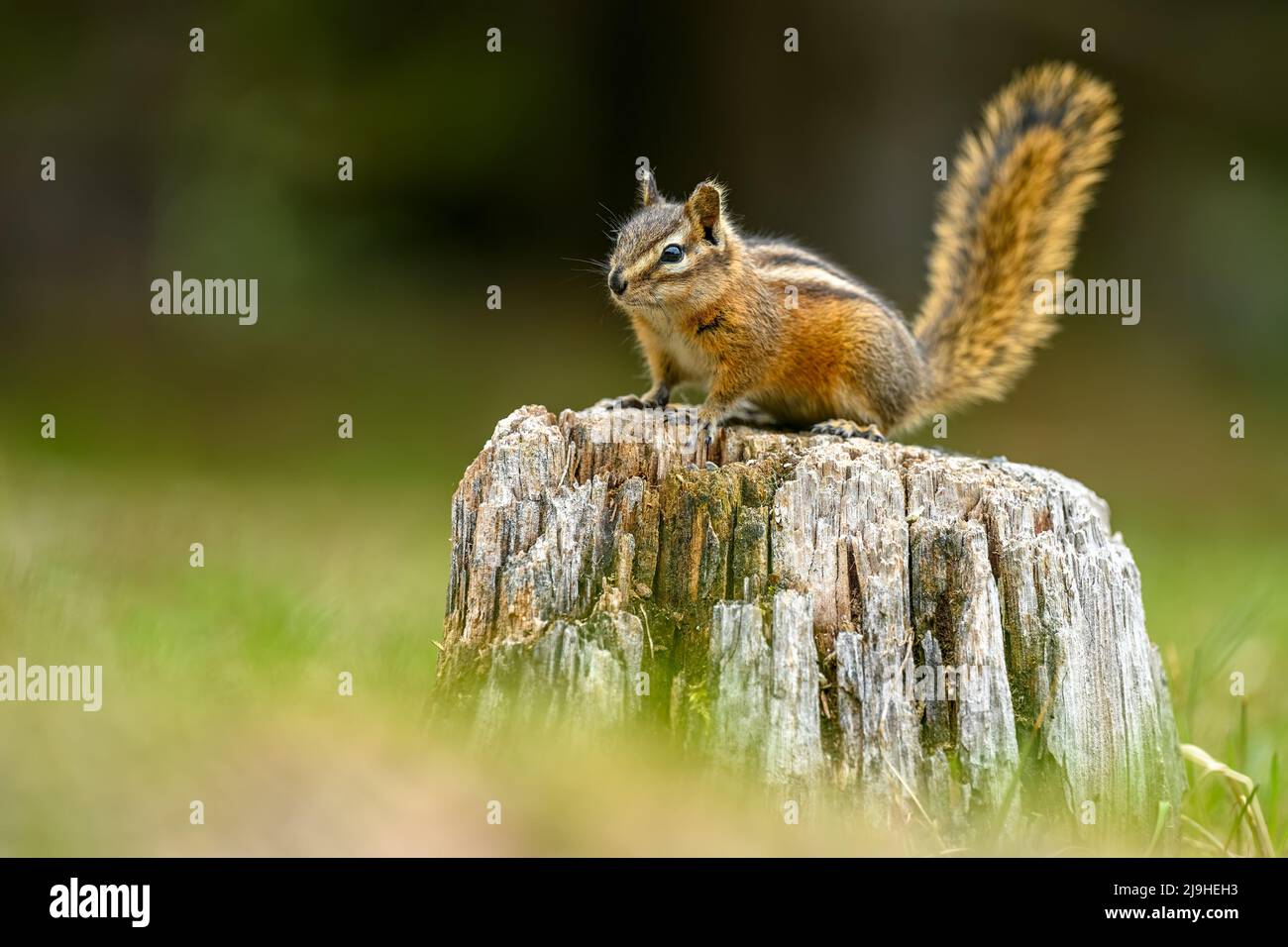 Chipmunk campsite hi-res stock photography and images - Alamy