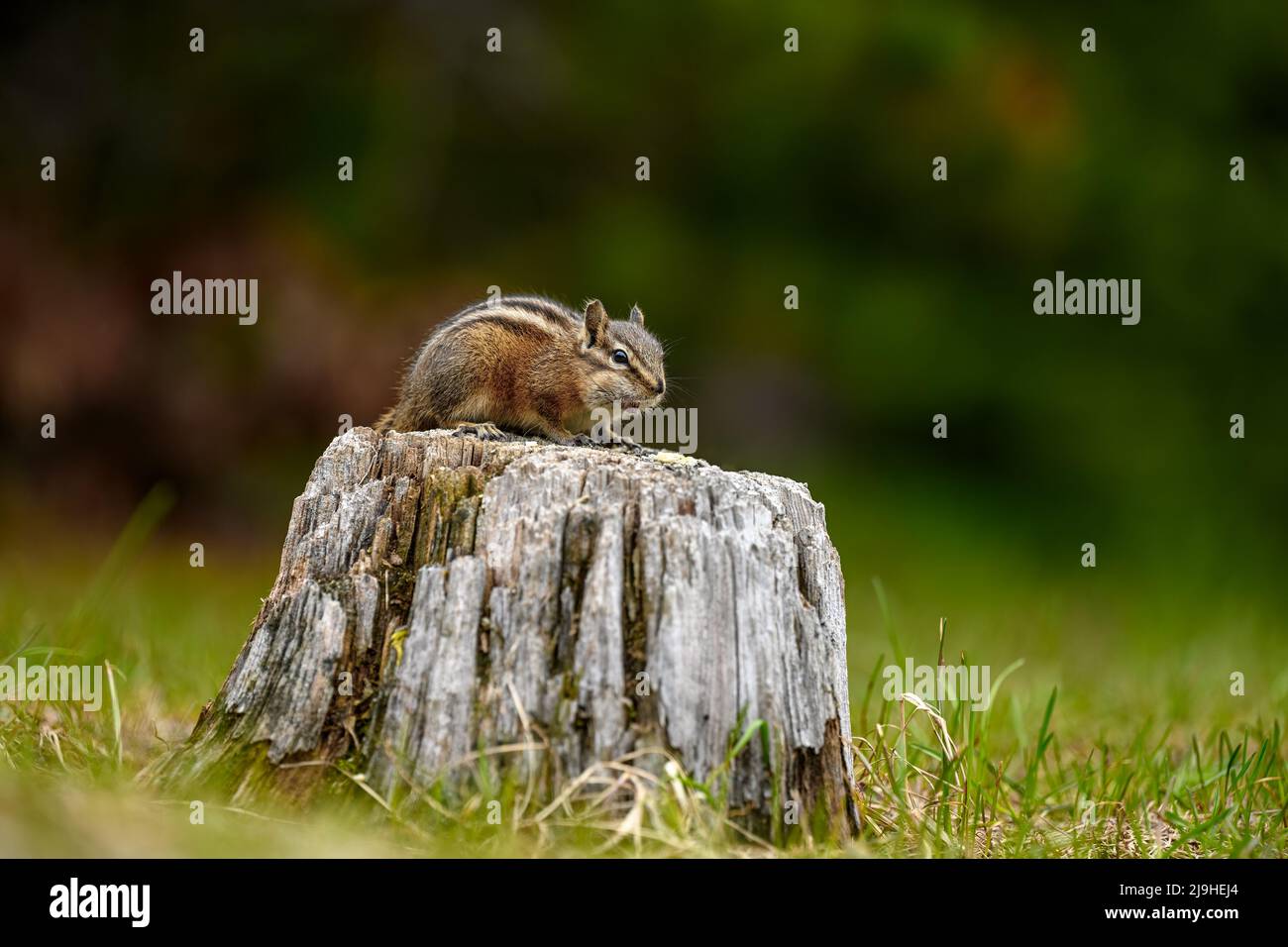 A cute and playful chipmunk running, jumping, sitting and eating on an ...