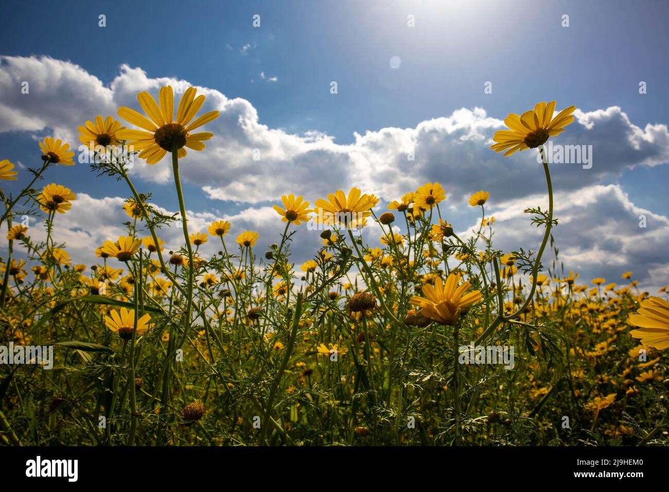 Yellow wildflower under the sun Stock Photo - Alamy