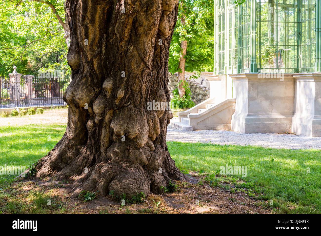 Cca. 170 years old Ginkgo biloba tree trunk close-up, park of Lenck ...
