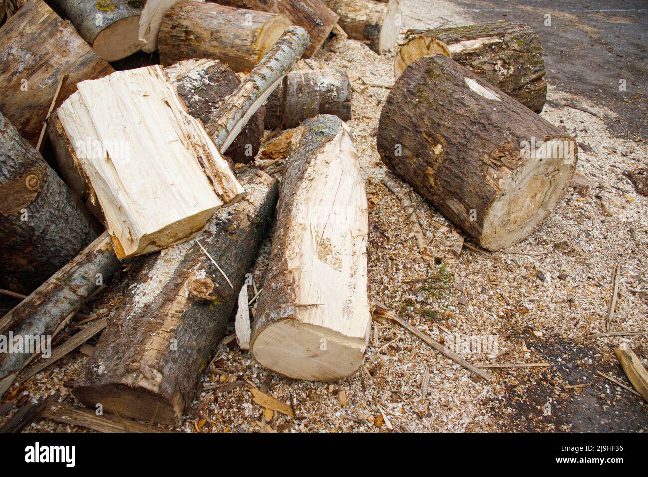 Sawn logs of firewood lying on the asphalt among the sawdust. A bunch ...