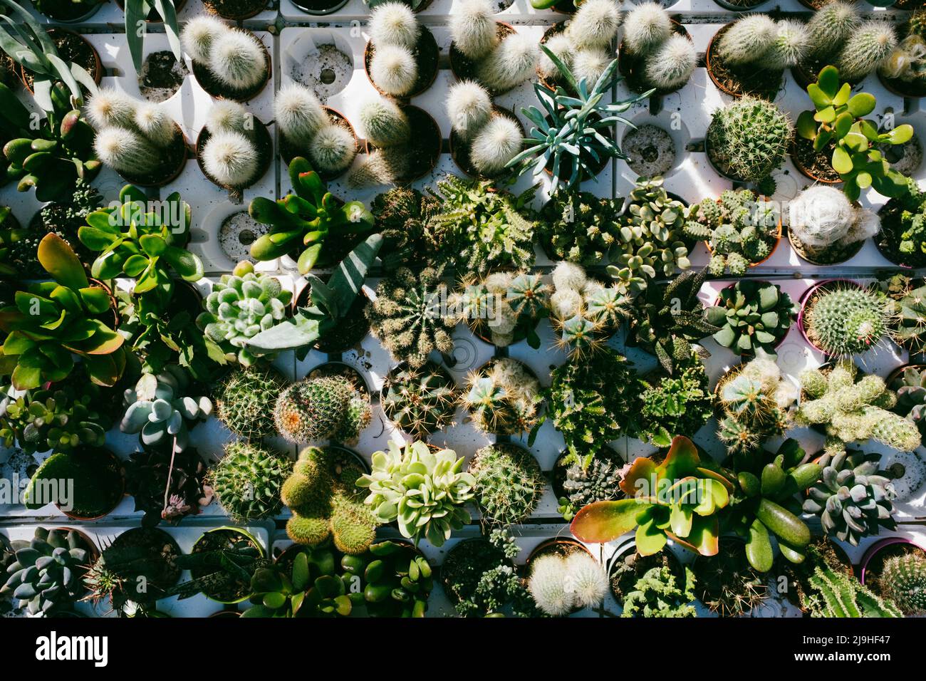 Little cactus plants seen from above Stock Photo - Alamy