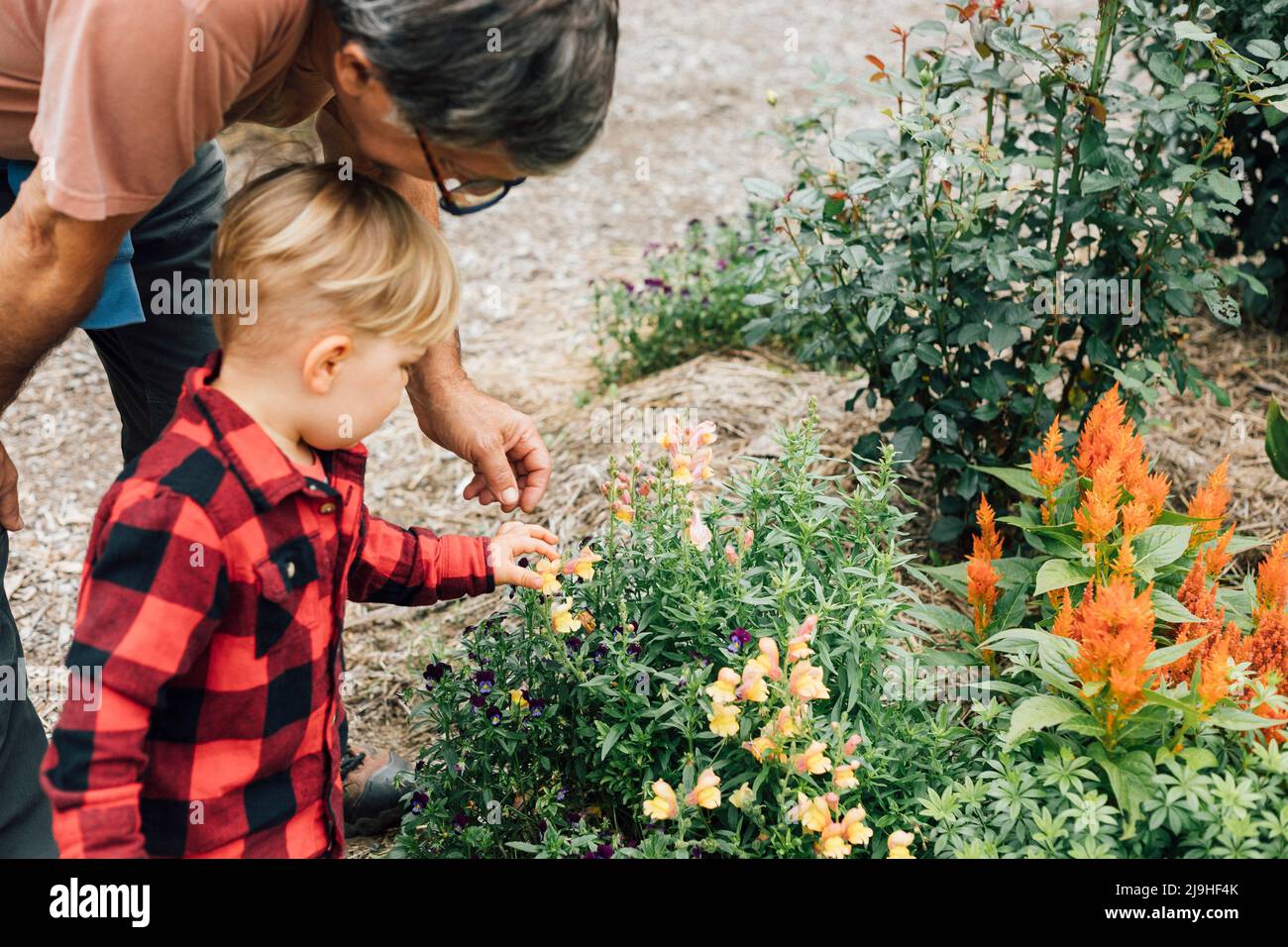 The snapdragon family hi-res stock photography and images - Alamy