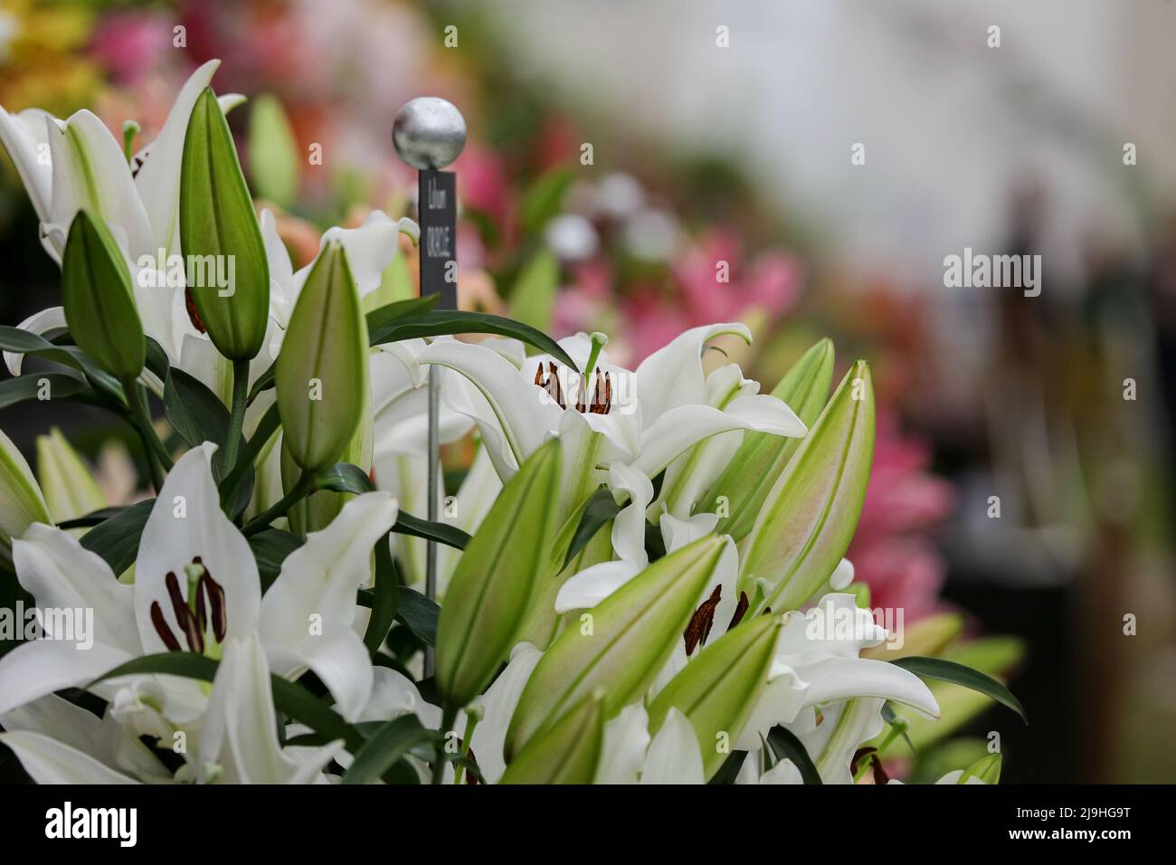 London, UK. 23rd May, 2022. Lilies on display at the Chelsea Flower ...