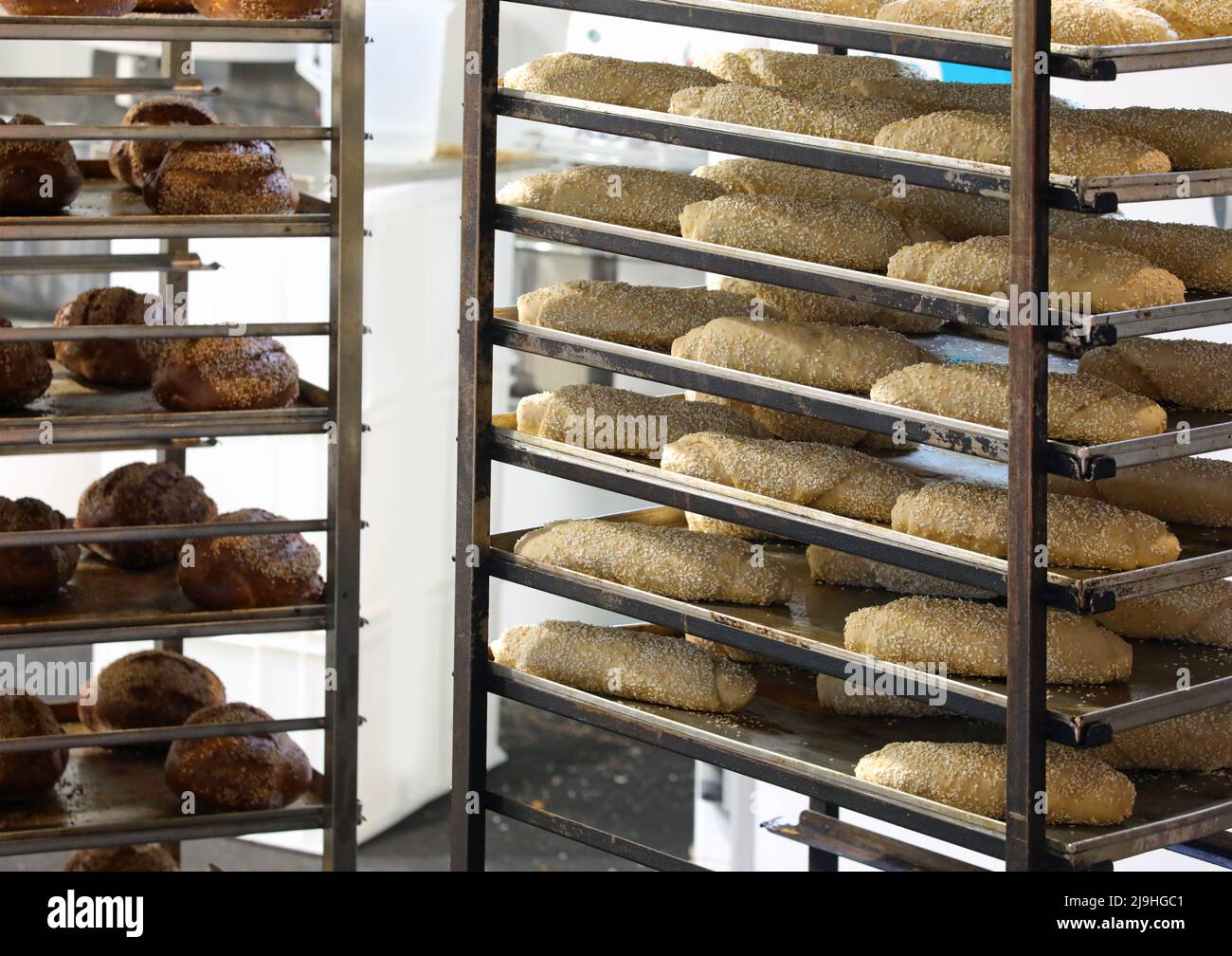 many loaves of bread during leavening before baking in industrial ...