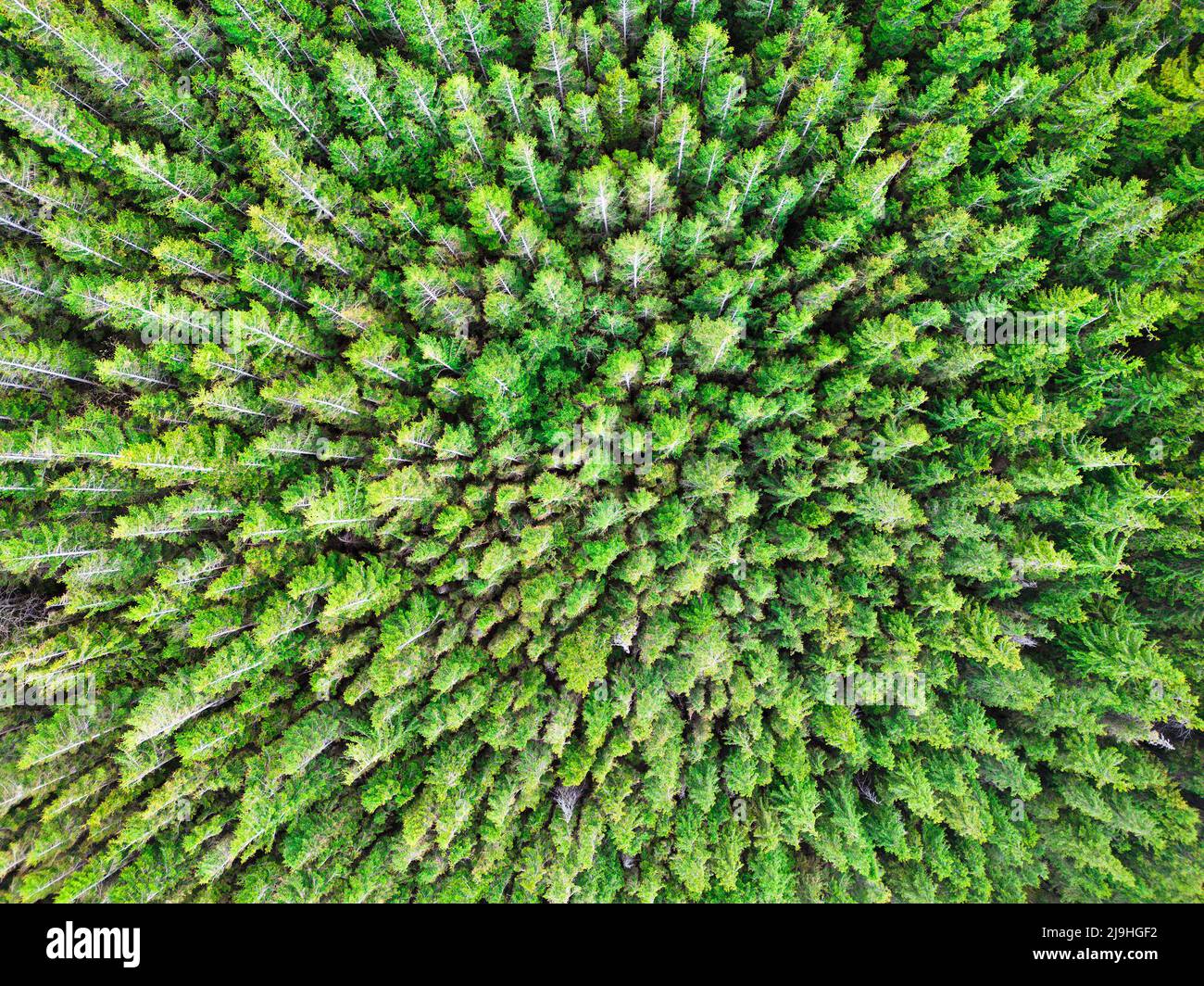 green forest in nature. aerial view from drone Stock Photo - Alamy