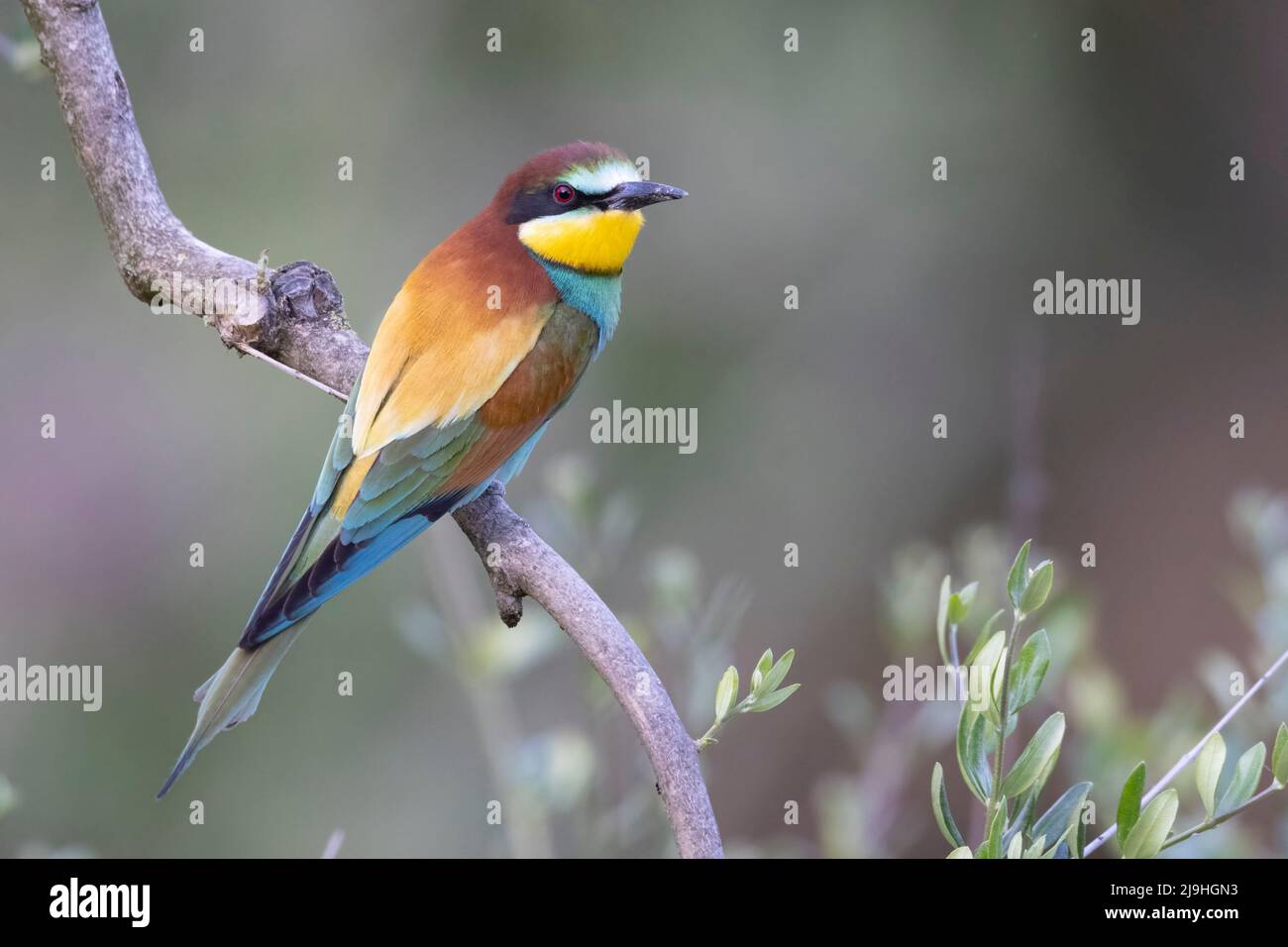 The bee eaters, merops apiaster on an olive tree Stock Photo - Alamy