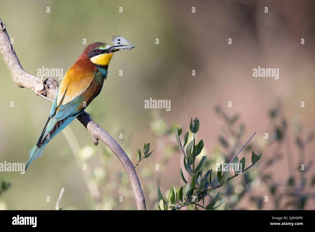 The bee eaters, merops apiaster on an olive tree Stock Photo - Alamy