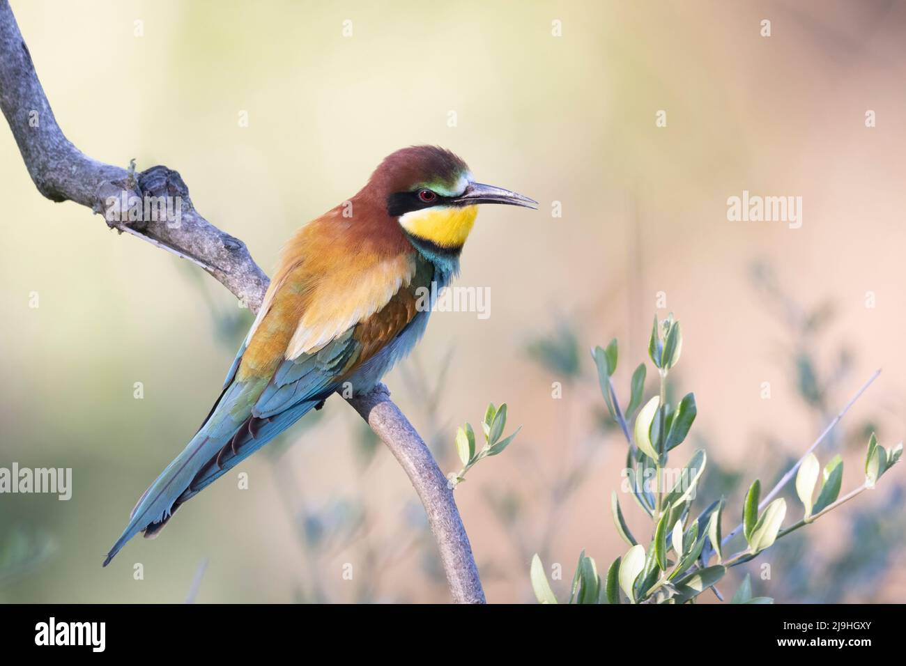 The bee eaters, merops apiaster on an olive tree Stock Photo - Alamy
