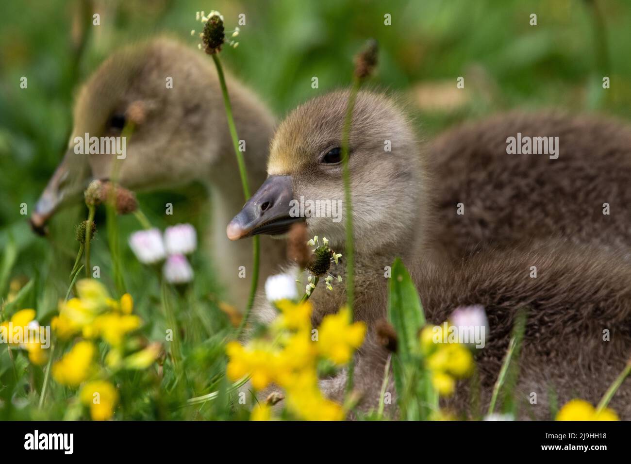 Gosling goose bird hi-res stock photography and images - Alamy