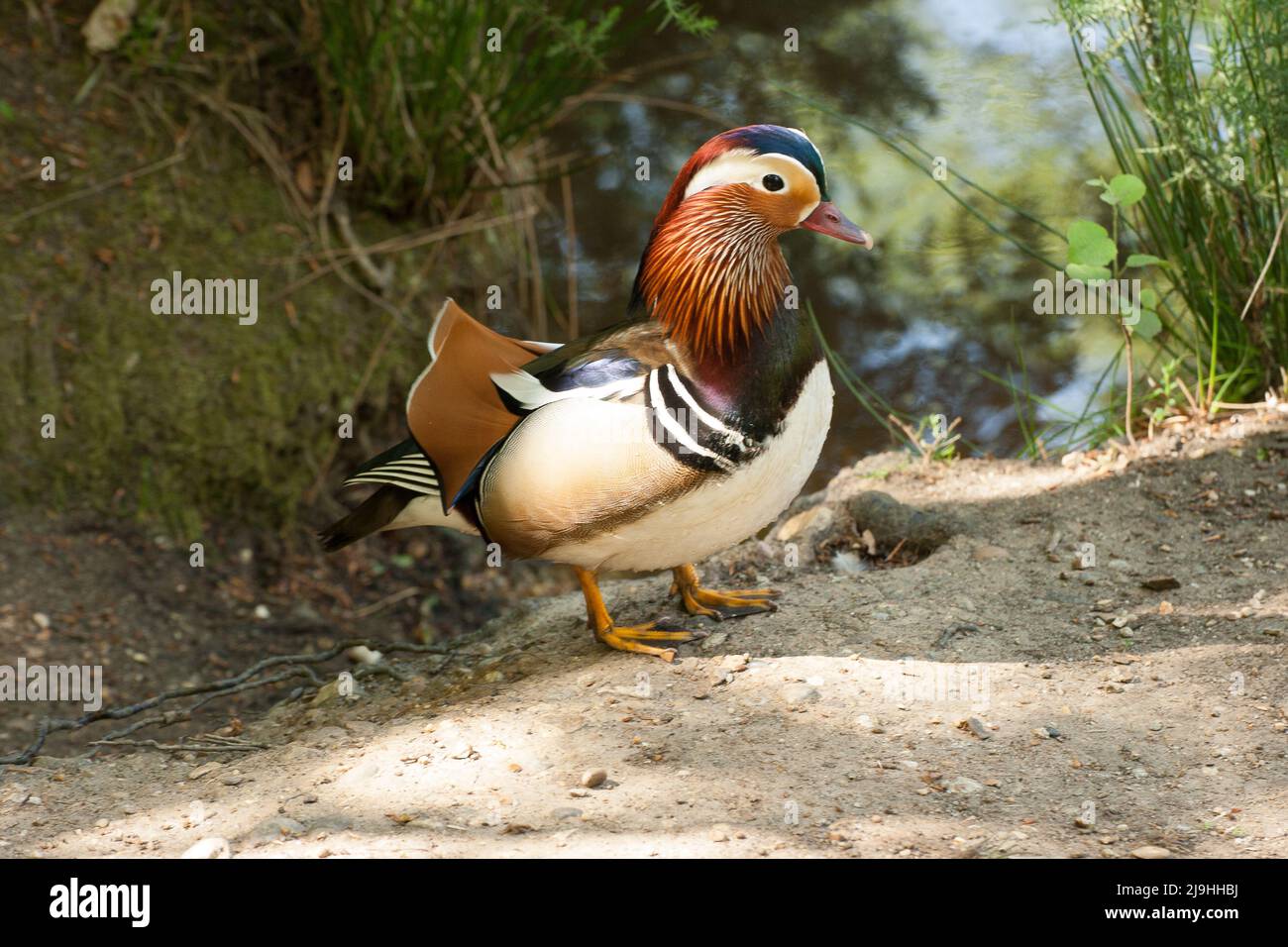 Black duck hill hi-res stock photography and images - Alamy