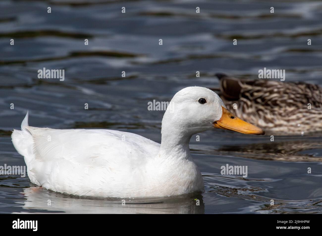 Aylesbury duck hi-res stock photography and images - Alamy
