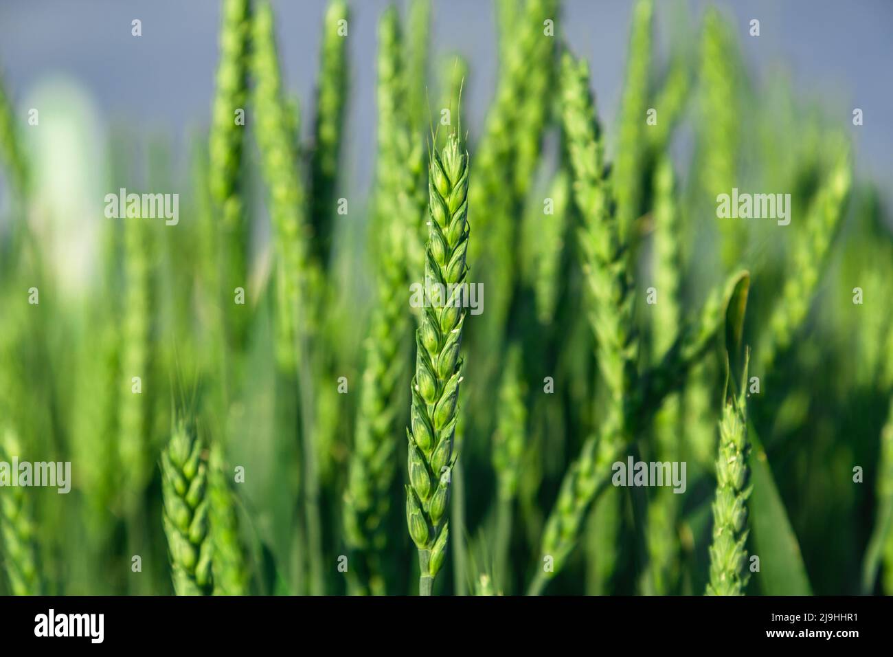 Green wheat field close hi-res stock photography and images - Alamy